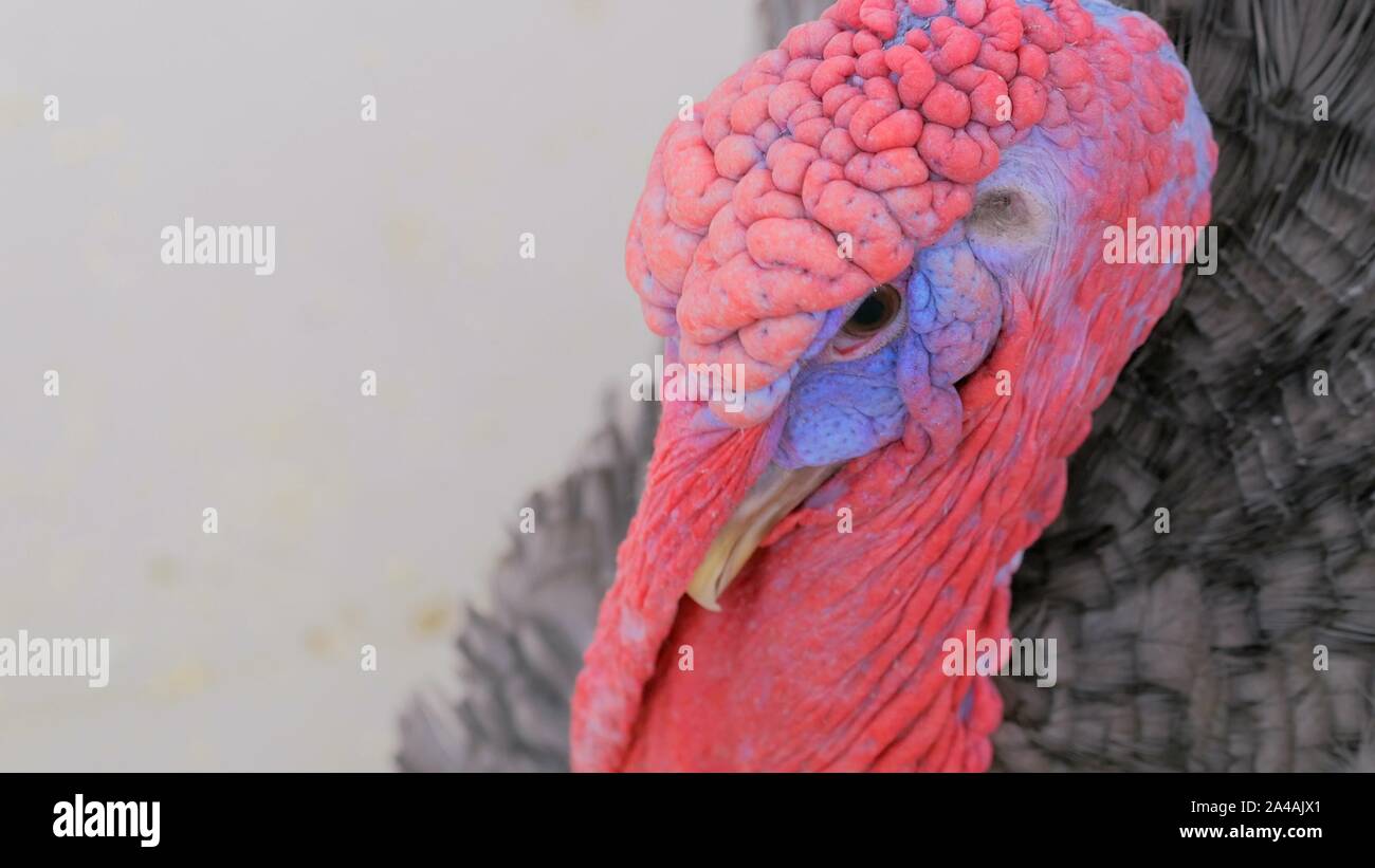 Wild turkey head close up view hi-res stock photography and images - Alamy