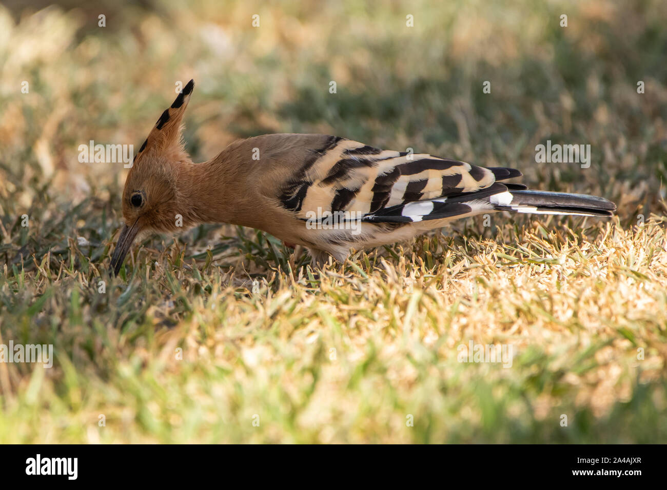 Migration bird saudi hi-res stock photography and images - Alamy
