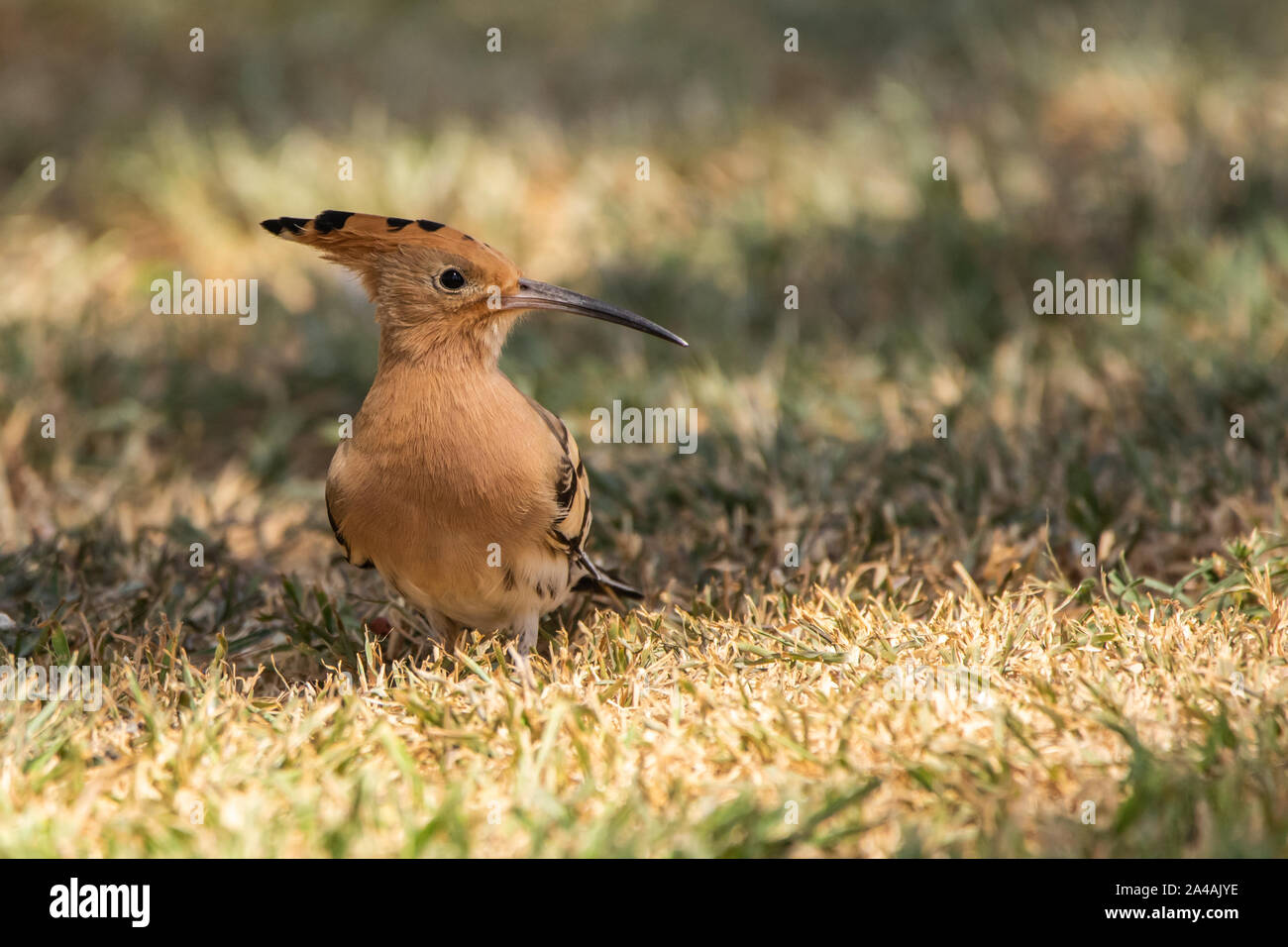 Crested hoopoe hi-res stock photography and images - Alamy