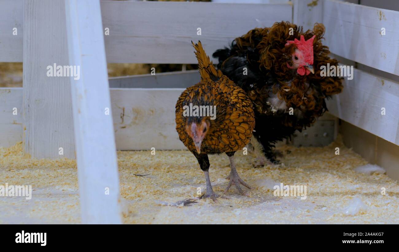 Curly Hen High Resolution Stock Photography and Images - Alamy