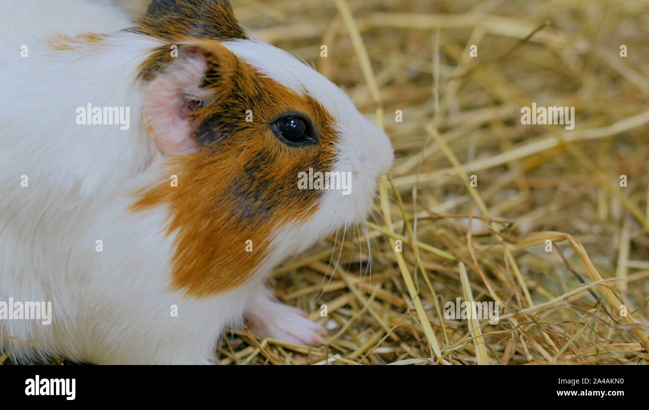 Guinea pig look at the camera in zoo Stock Photo - Alamy