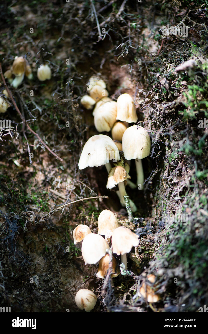 Small mushrooms growing on tree hi-res stock photography and images - Alamy