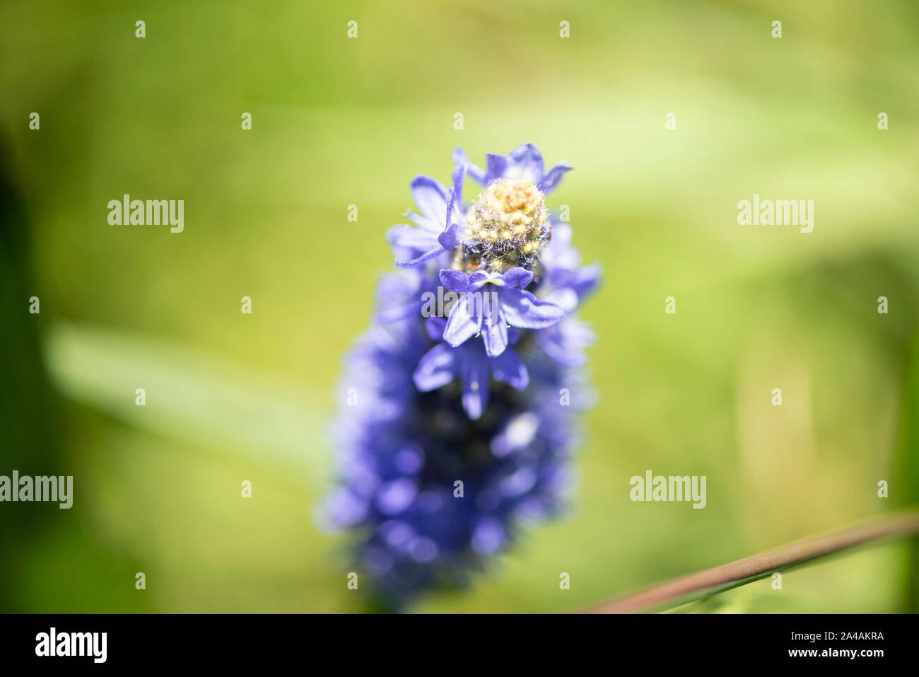 Wild Flowers of the Drakensberg, KZN, South Africa Stock Photo - Alamy