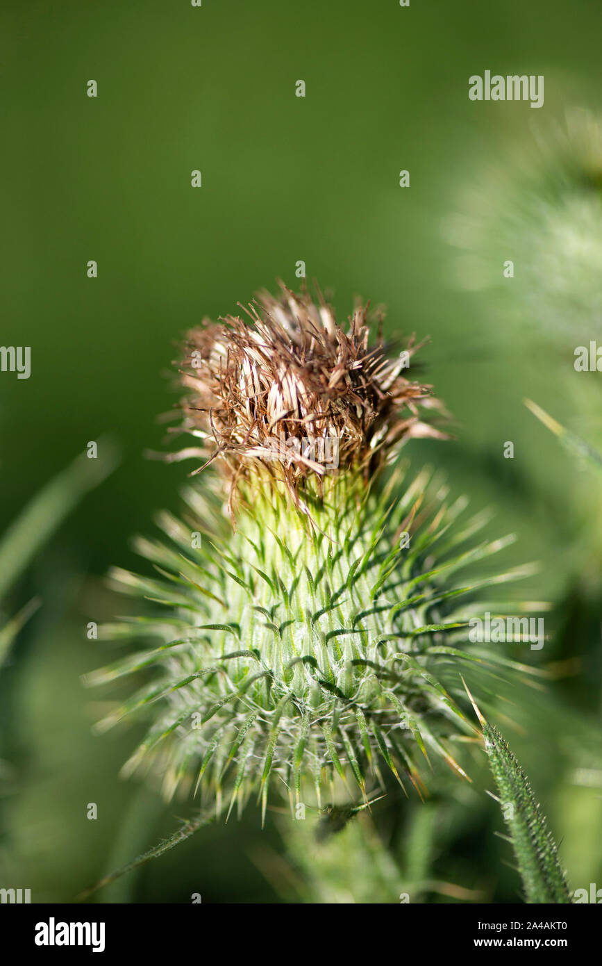 Wildflower thistle hi-res stock photography and images - Alamy
