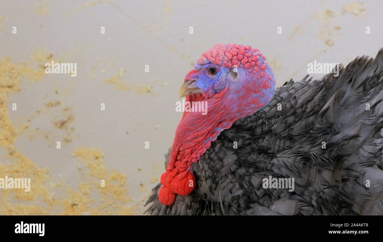 Wild turkey hen beard hi-res stock photography and images - Alamy