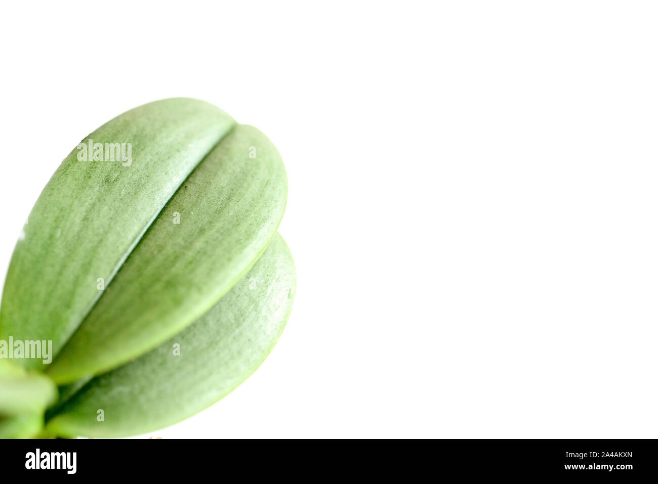 Orchid leaves hi-res stock photography and images - Alamy