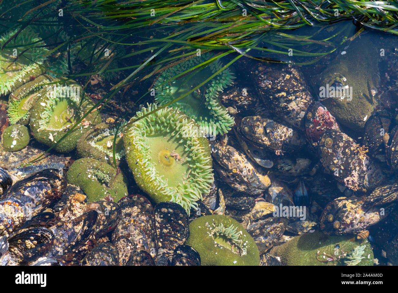 Tidal pool at Second Beach, Olympic National Park, Washington, USA ...