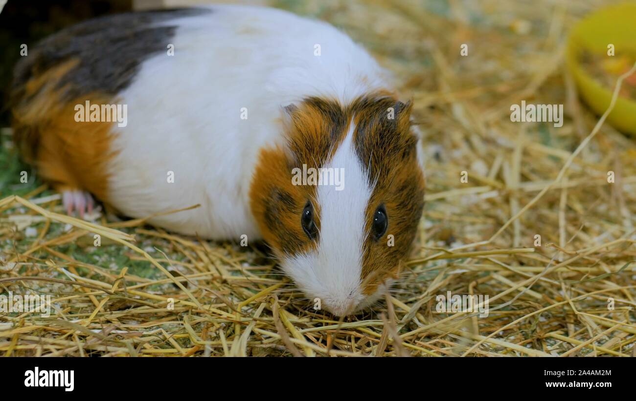 Guinea pig eating hay in zoo Stock Photo - Alamy