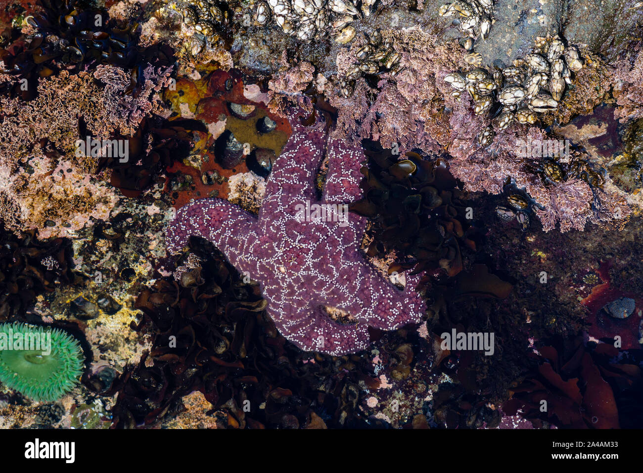 Tidal pool at Second Beach, Olympic National Park, Washington, USA ...