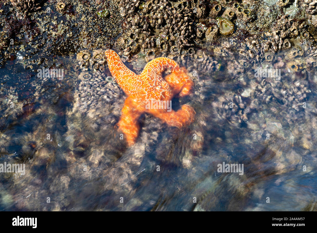 Tidal pool at Second Beach, Olympic National Park, Washington, USA ...