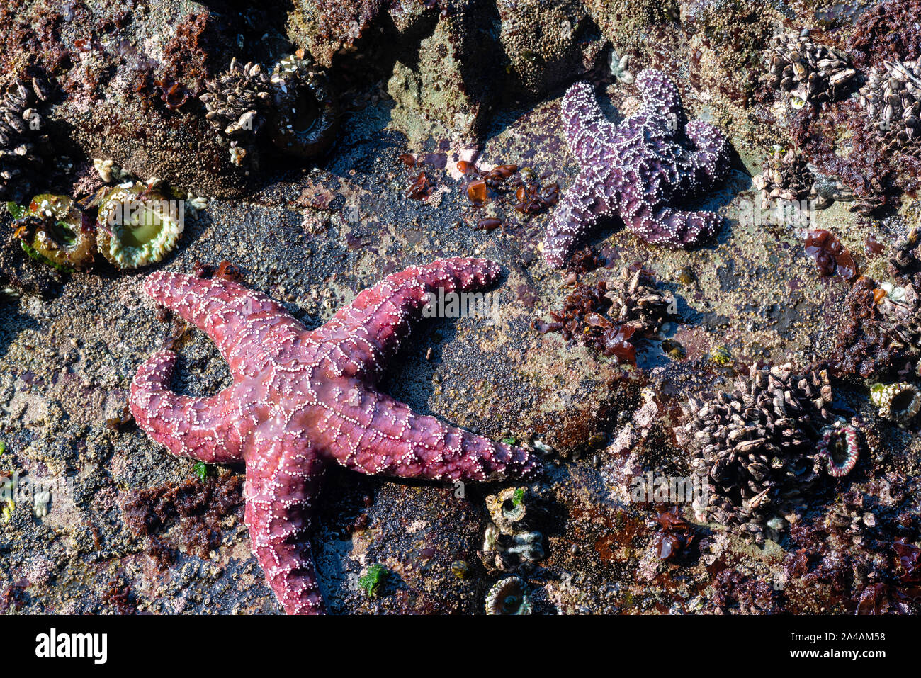 Tidal pool at Second Beach, Olympic National Park, Washington, USA ...