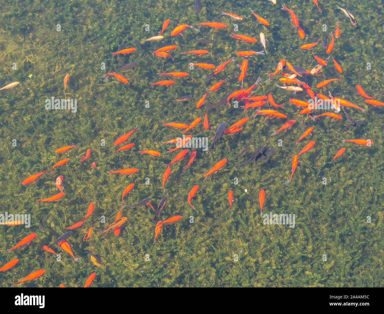 Goldfish in the garden pond Stock Photo - Alamy