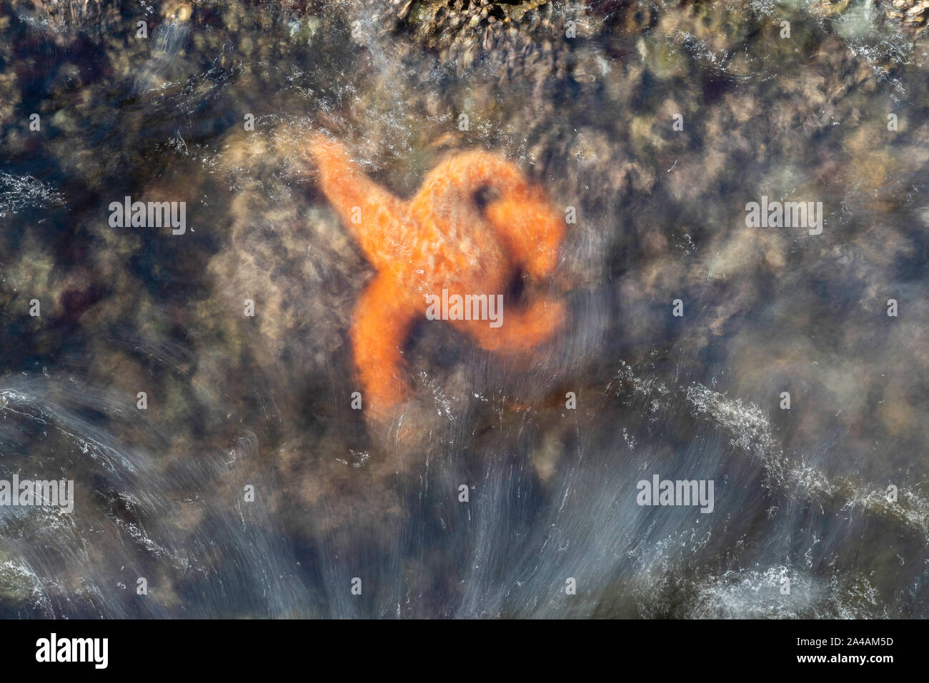 Tidal pool at Second Beach, Olympic National Park, Washington, USA ...