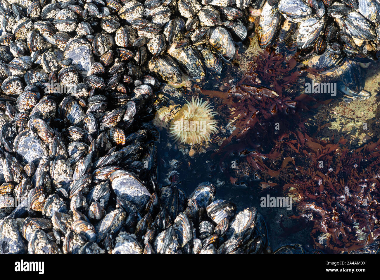 Tidal pool at Second Beach, Olympic National Park, Washington, USA ...