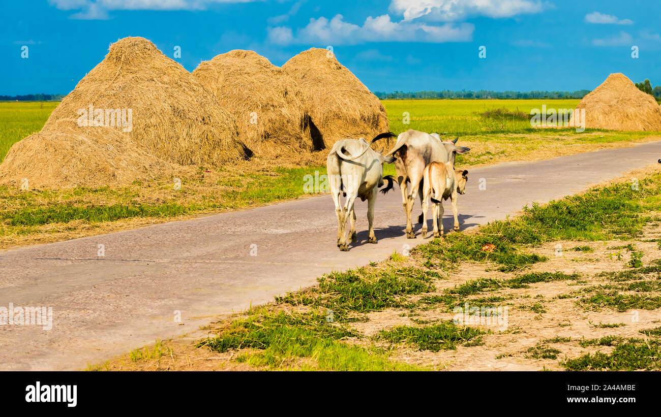 Bangladeshi village hi-res stock photography and images - Alamy