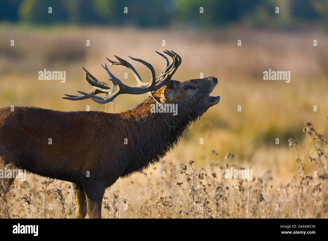 Bosque de ciervo hi-res stock photography and images - Alamy