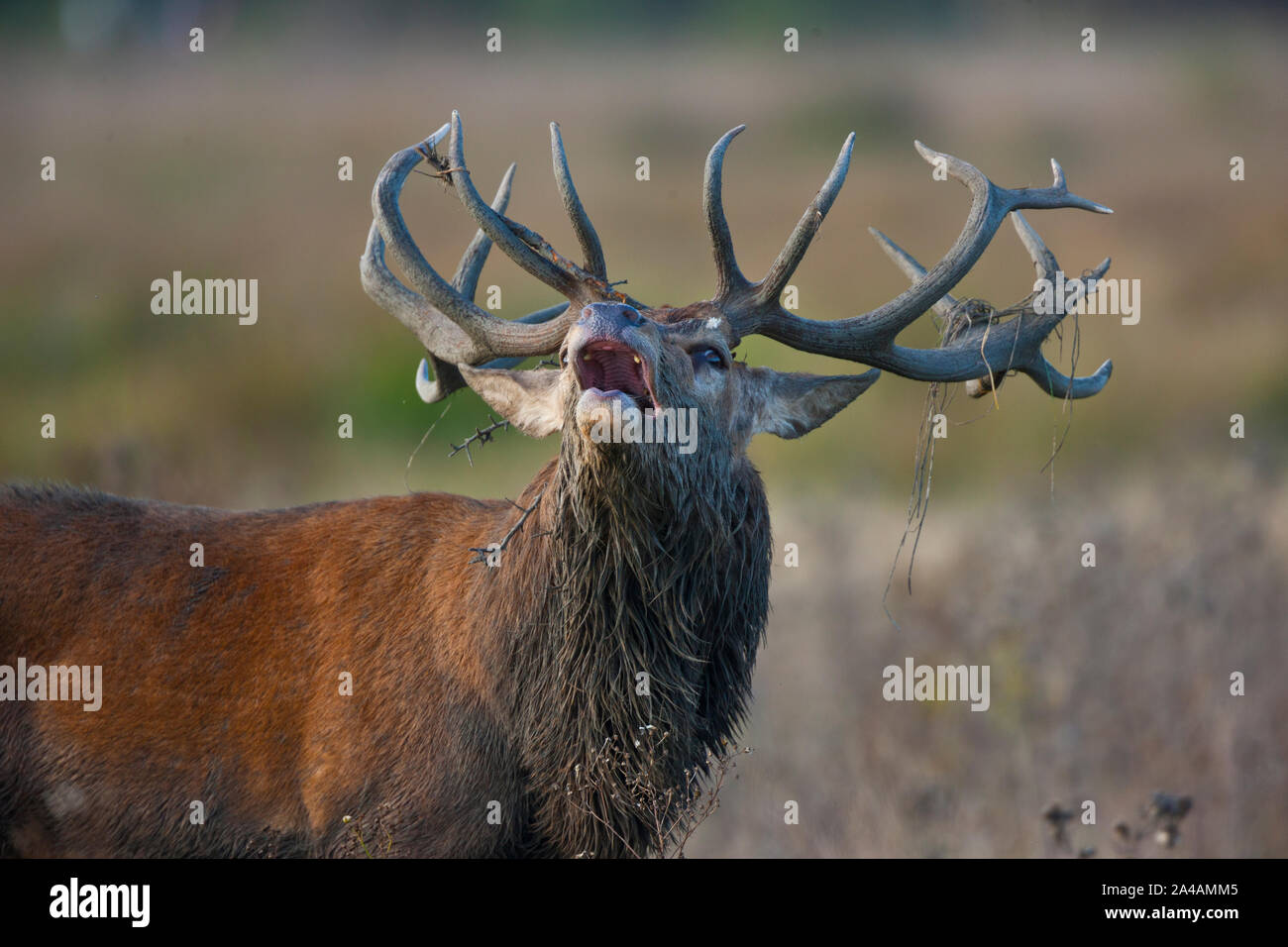 RED DEER - CIERVO COMUN (Cervus elaphus Stock Photo - Alamy