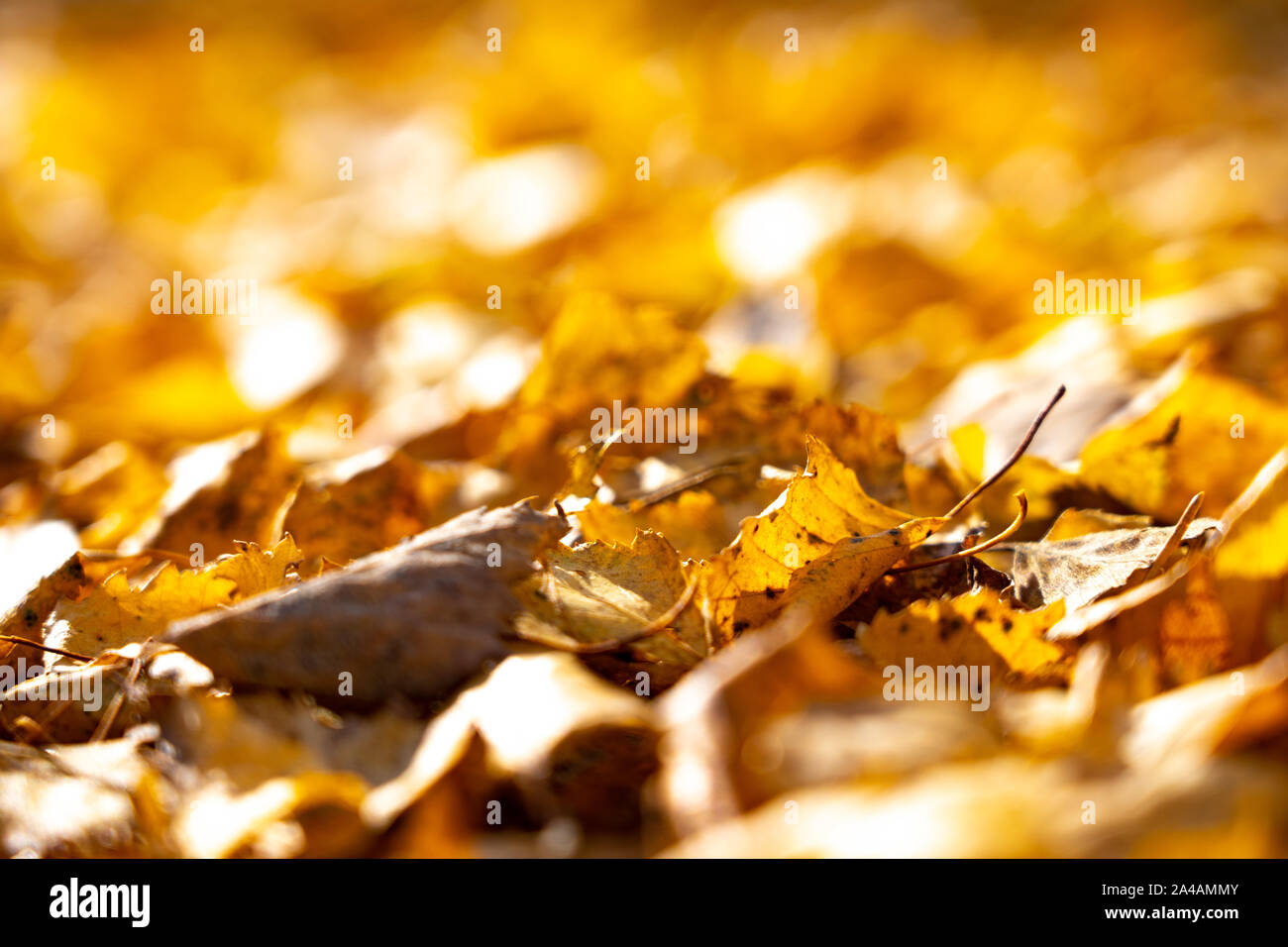 Yellow fallen leaves. Autumn background of leaves. Saturated color Stock Photo - Alamy