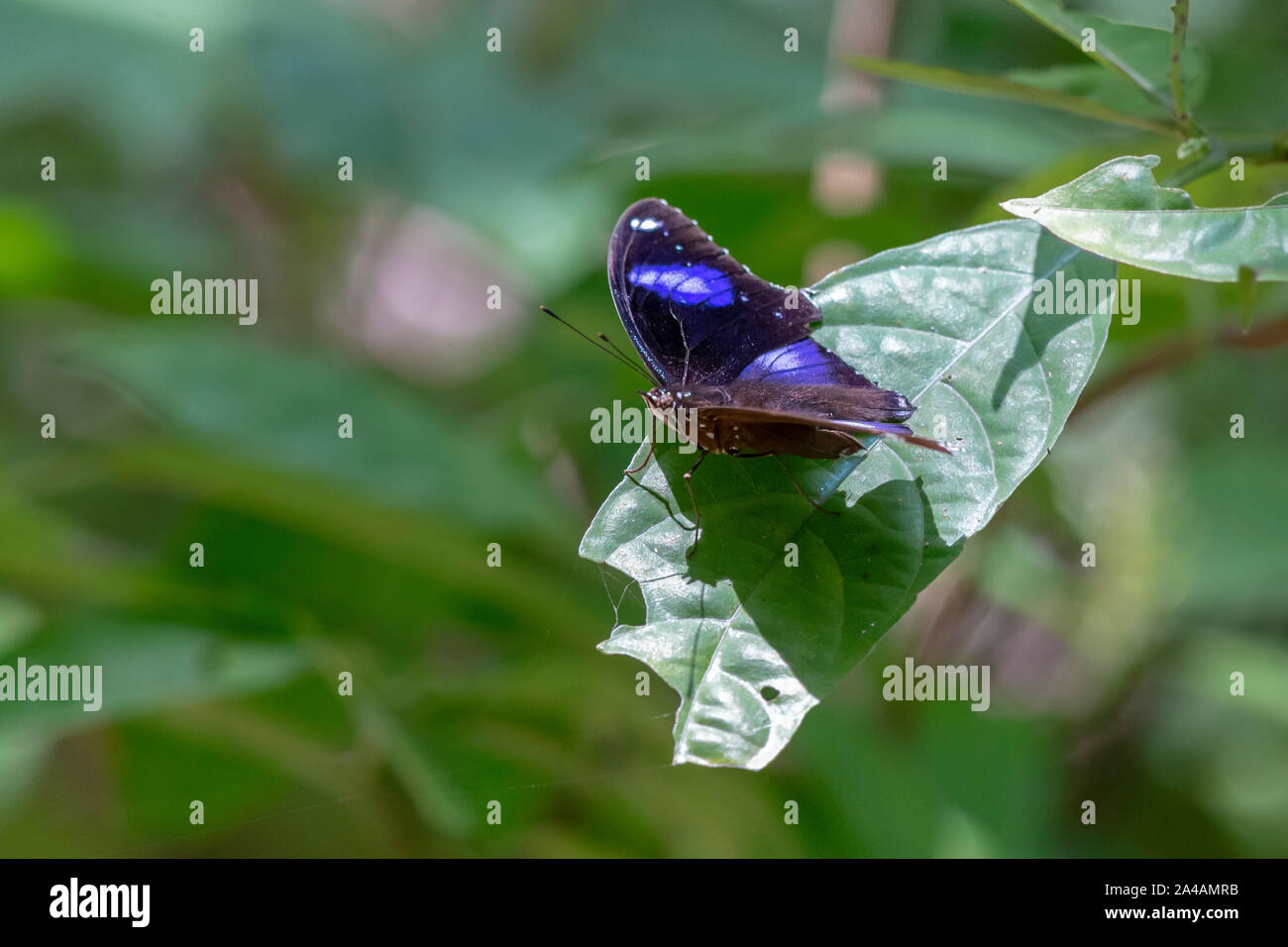Blue moon butterfly hi-res stock photography and images - Alamy