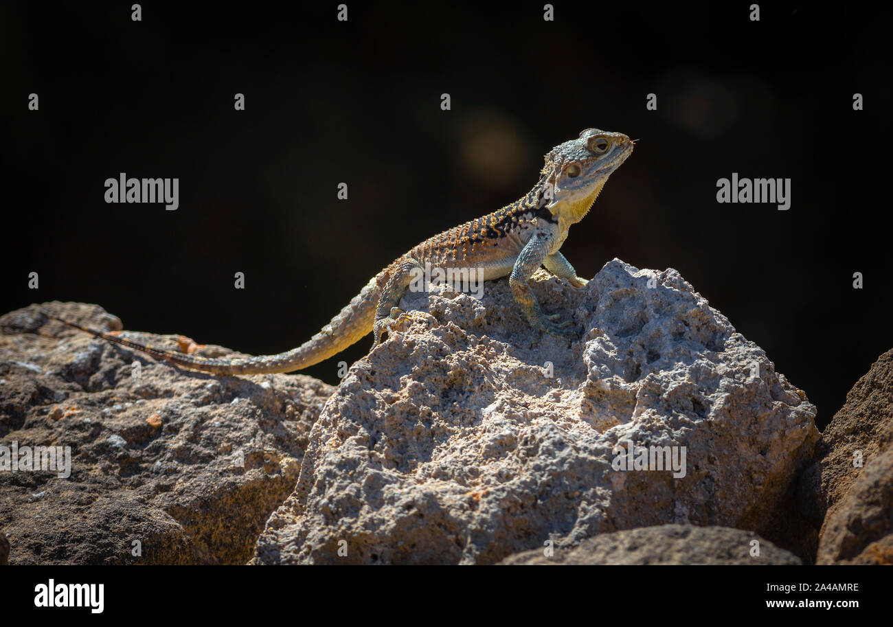 Starred agama or the roughtail rock agama (Stellagama stellio Stock ...