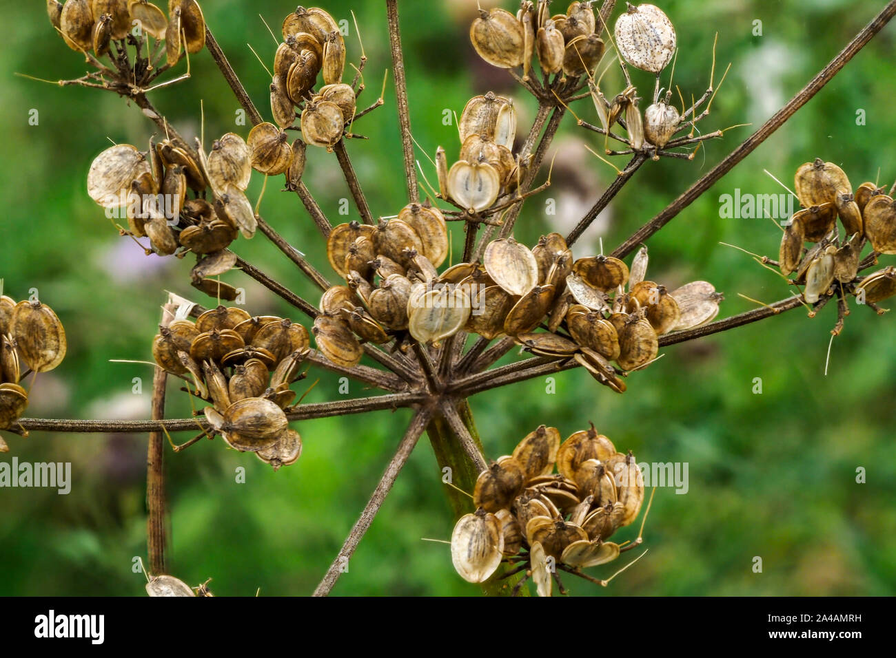 Parsley Seed