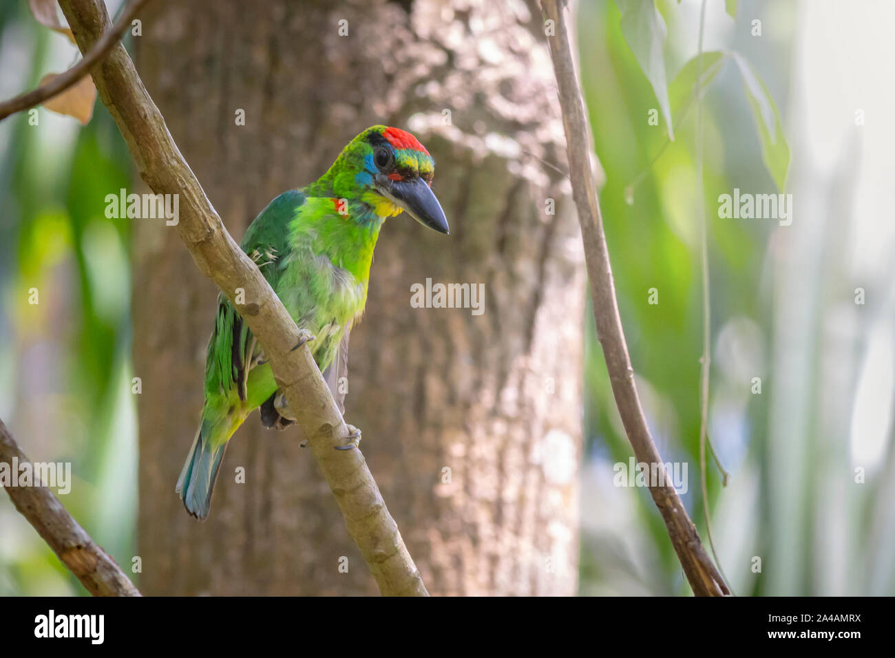 Red-throated Barbet (Megalaima mystacophanos Stock Photo - Alamy
