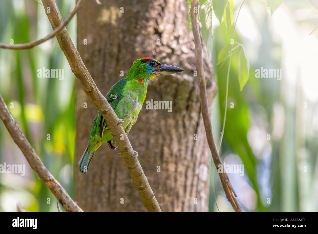 Red-throated Barbet (Megalaima mystacophanos Stock Photo - Alamy