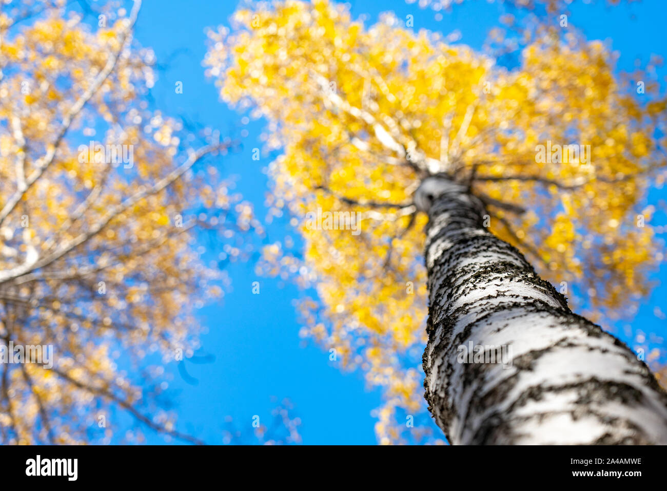 Yellow crown of birch in the fall against the blue sky. Birch trunk ...