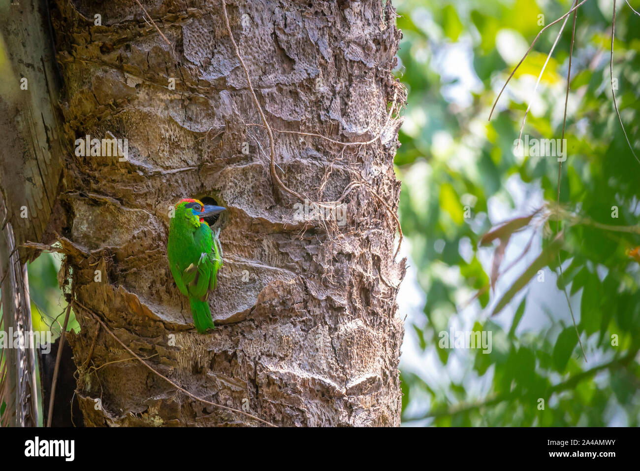 Red-throated Barbet (Megalaima mystacophanos Stock Photo - Alamy