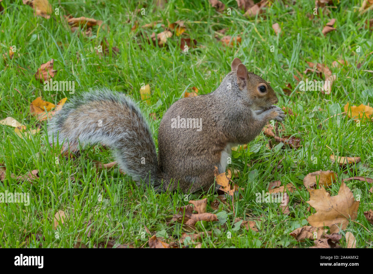 Profile images hi-res stock photography and images - Alamy