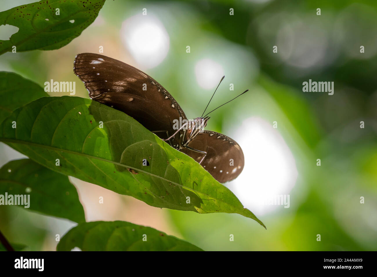 The blue moon butterfly (Hypolimnas bolina Stock Photo - Alamy