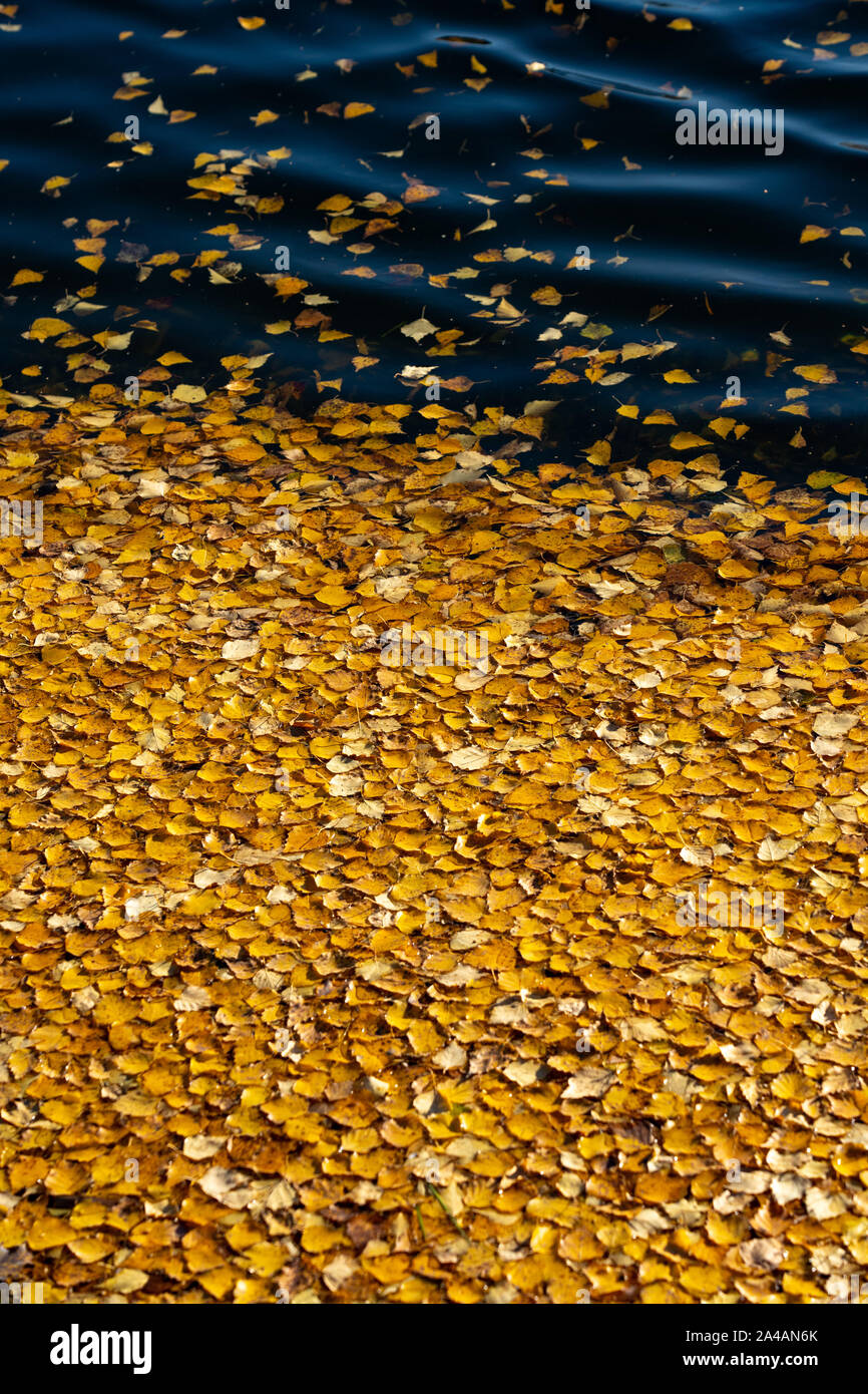 Yellow fallen leaves on the water. Autumn background from leaves. Saturated color Stock Photo ...