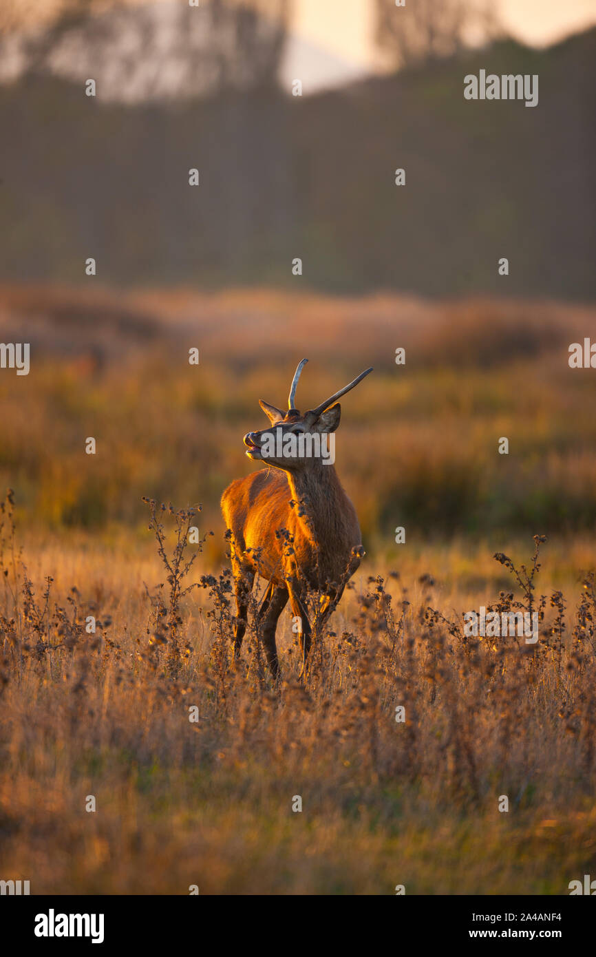 RED DEER - CIERVO COMUN (Cervus elaphus Stock Photo - Alamy
