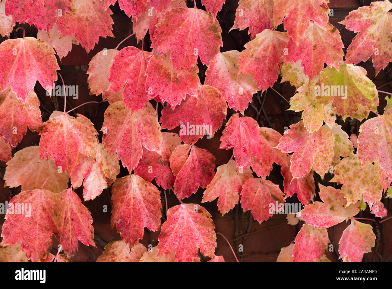 Virginia creeper leaves ( Parthenocissus quinquefolia) in autumn ...
