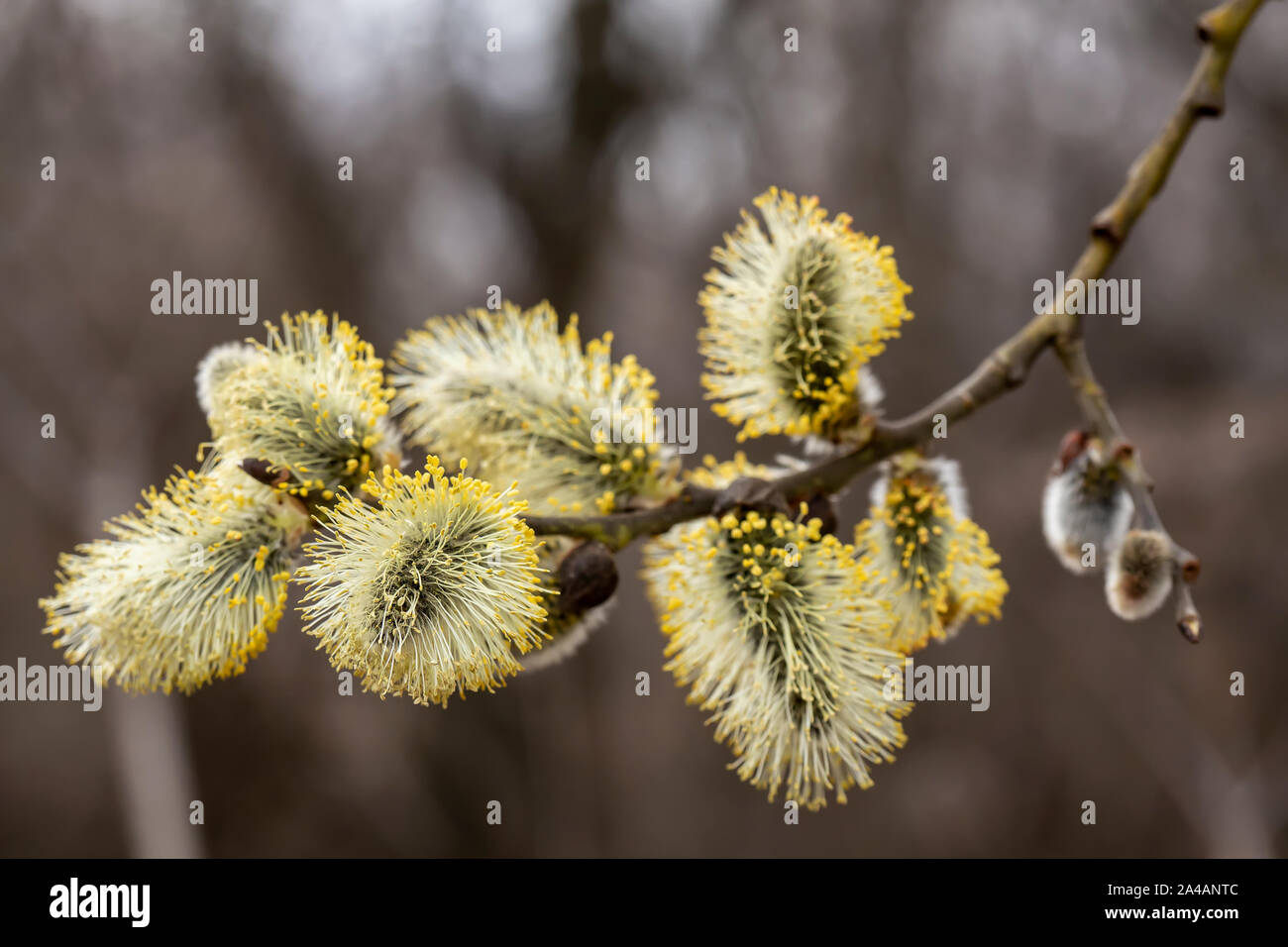 Beautiful, fluffy goat willow (Salix caprea) with pollen, on a blurry ...