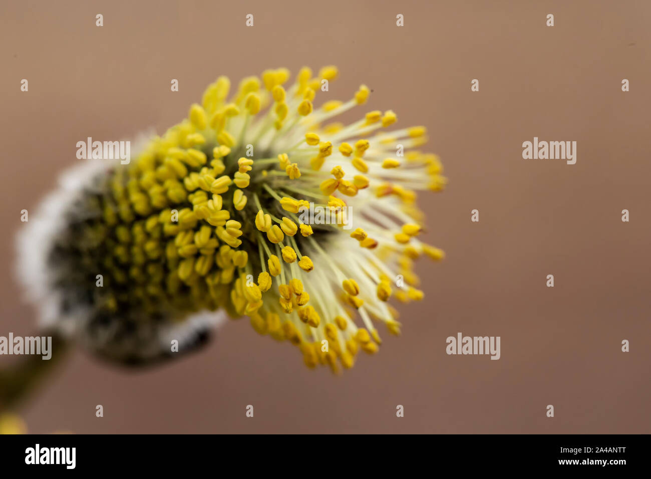 Yellow kidney hi-res stock photography and images - Alamy