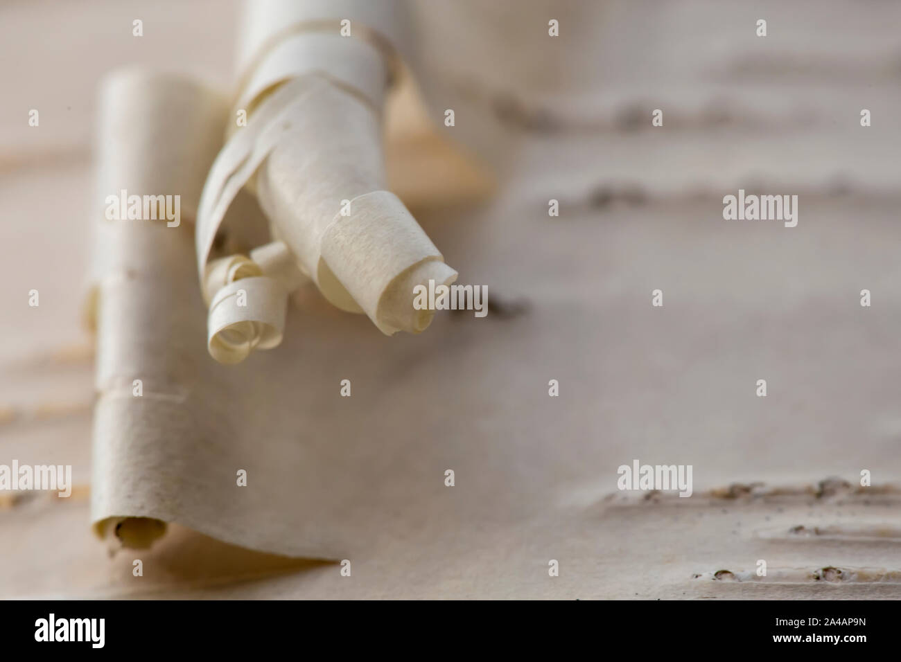 Young white paper birch tree hi-res stock photography and images - Alamy