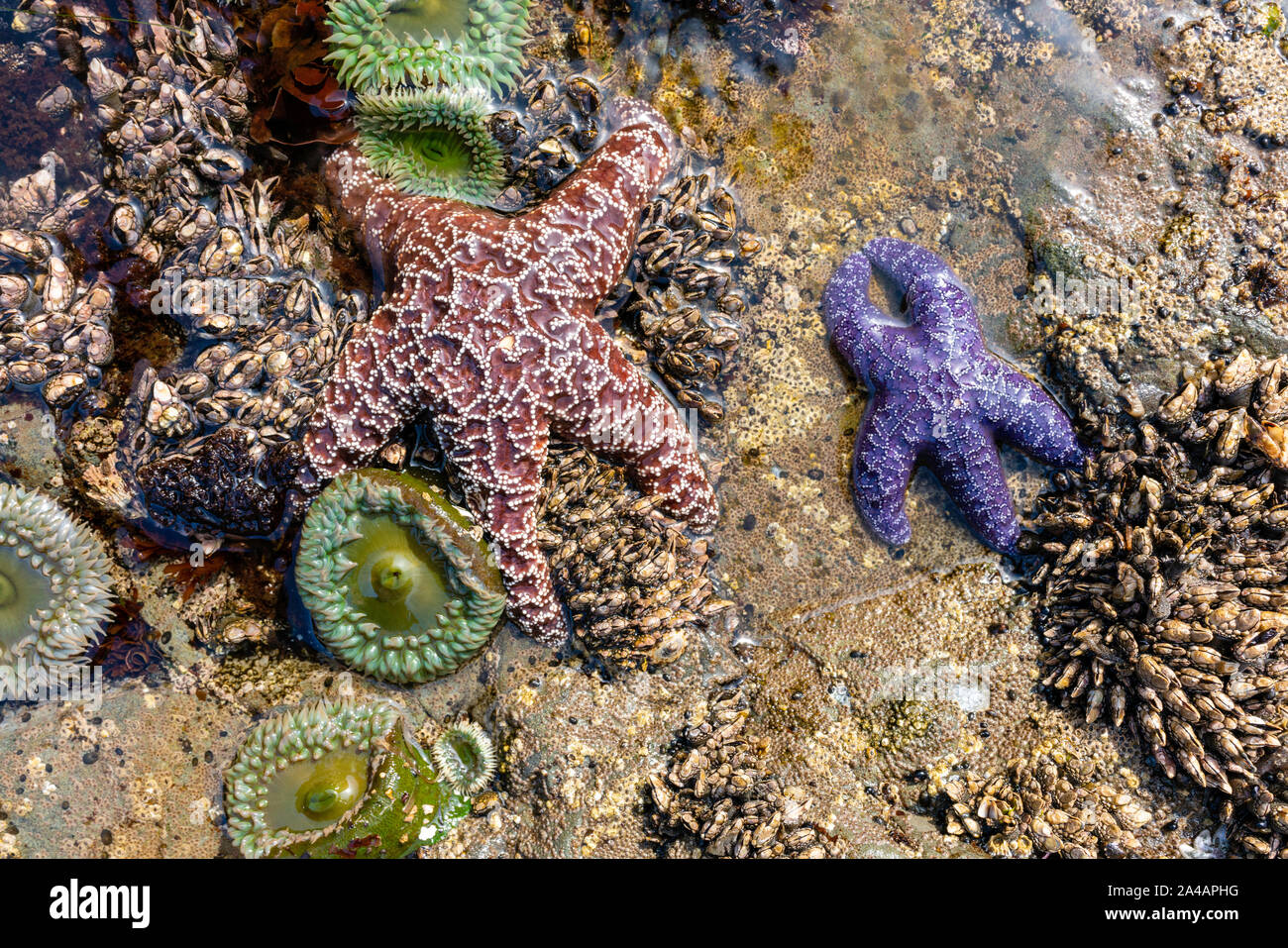Tidal pool at Second Beach, Olympic National Park, Washington, USA ...