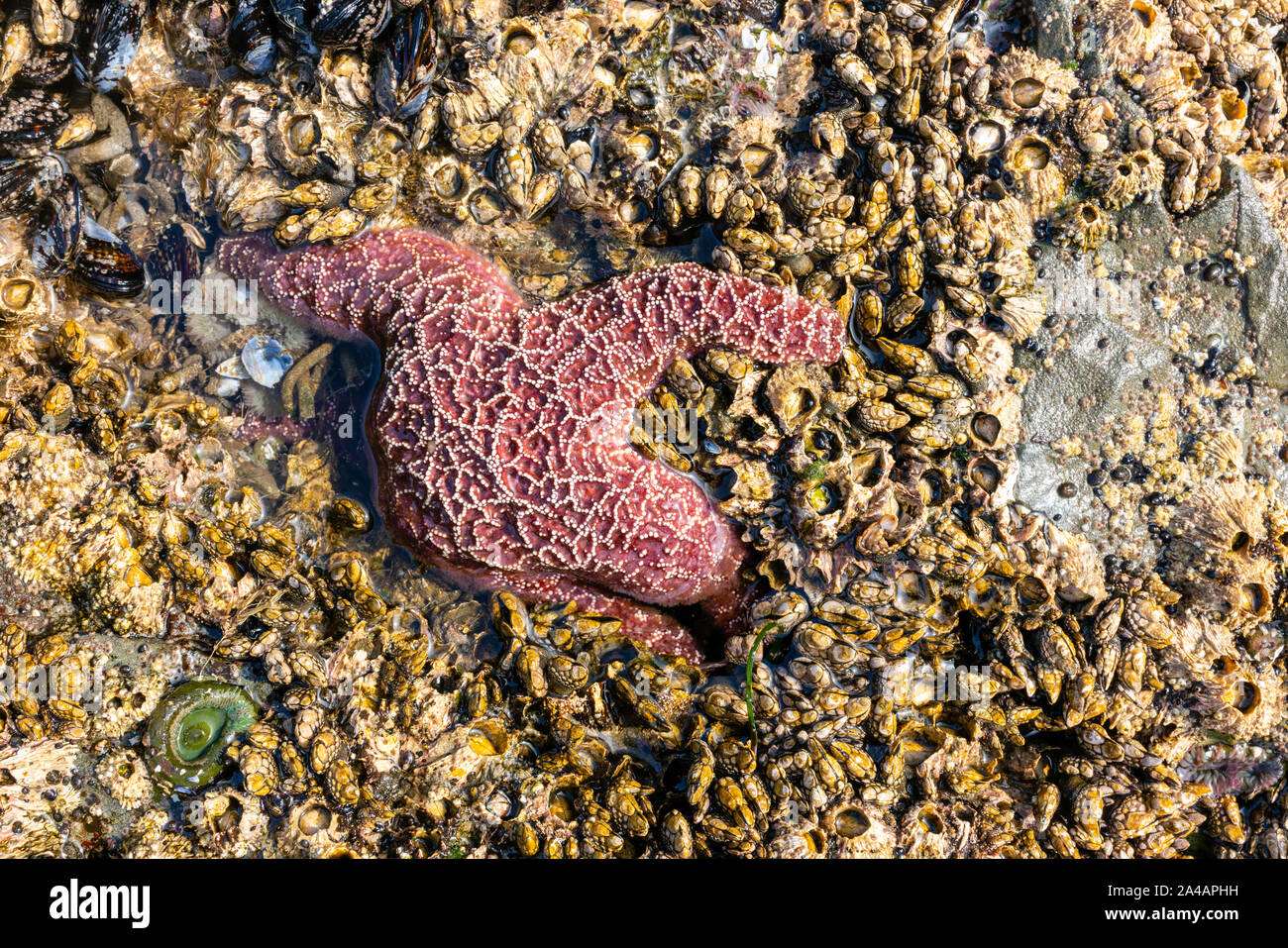 Tidal pool at Second Beach, Olympic National Park, Washington, USA ...