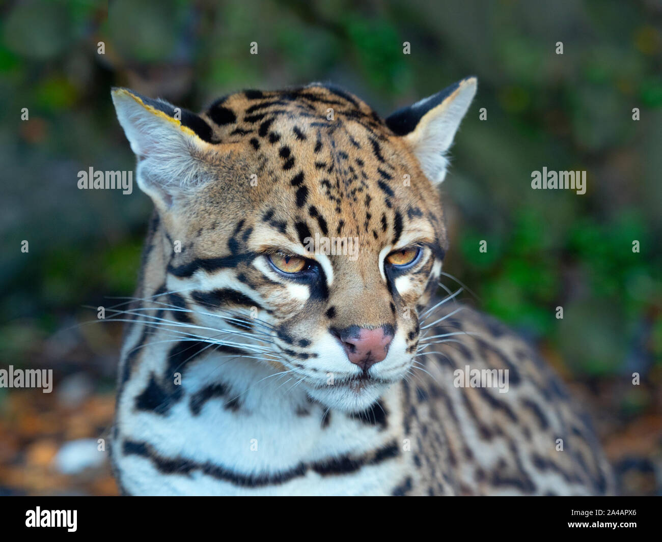 Ocelot Leopardus pardalis Portrait (captive Stock Photo - Alamy