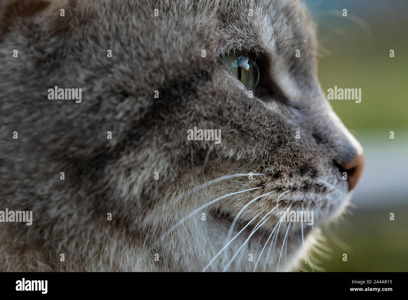 Cute cat muzzle profile, outdoors, in the spring evening. Close-up ...