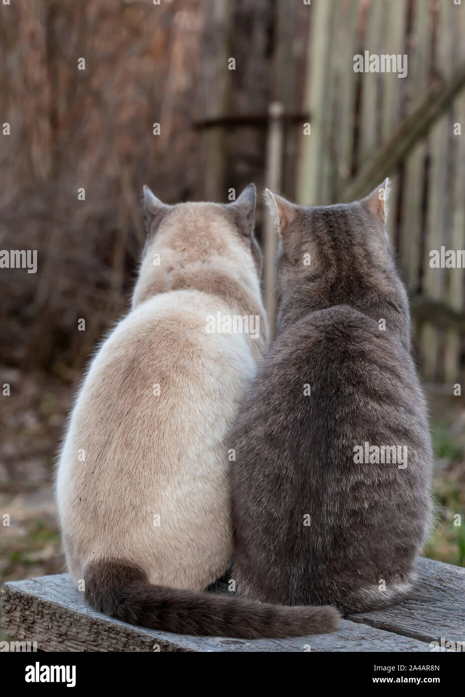 Two Cats Sitting Together