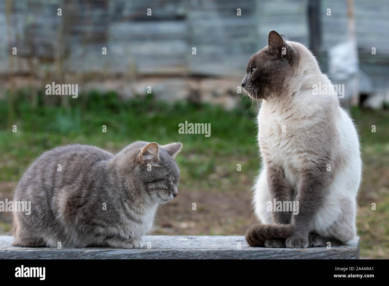 Two cute cats are sitting on a wooden bench, one is sleeping, the other ...
