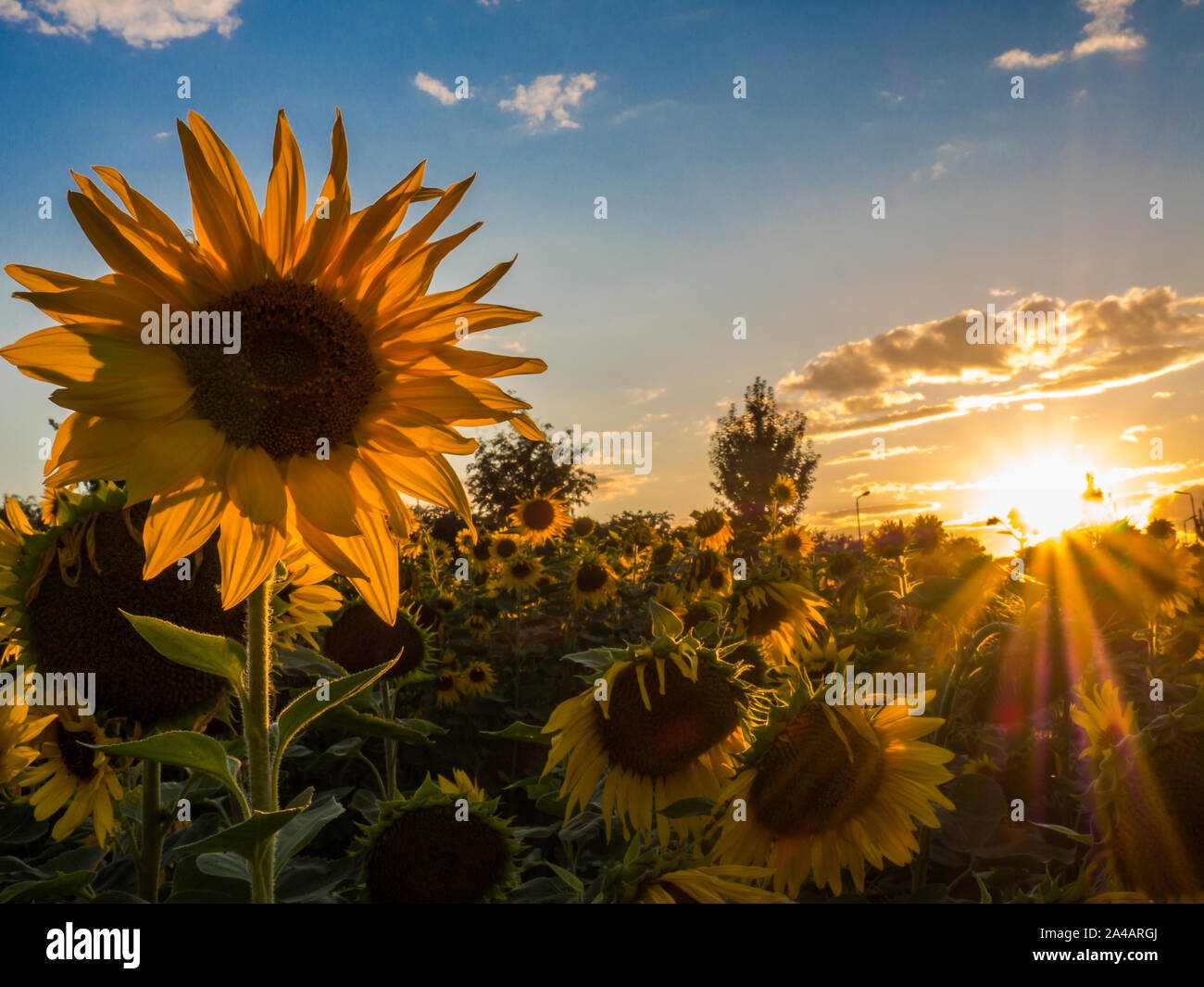 sunflower in the sunset Stock Photo - Alamy