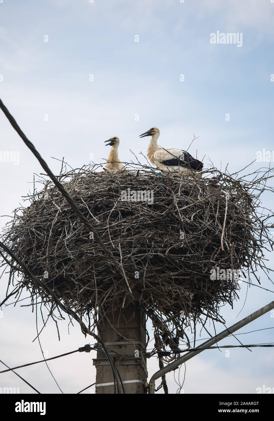 White storks in a big nest on electric pole among wires in Transylvania ...