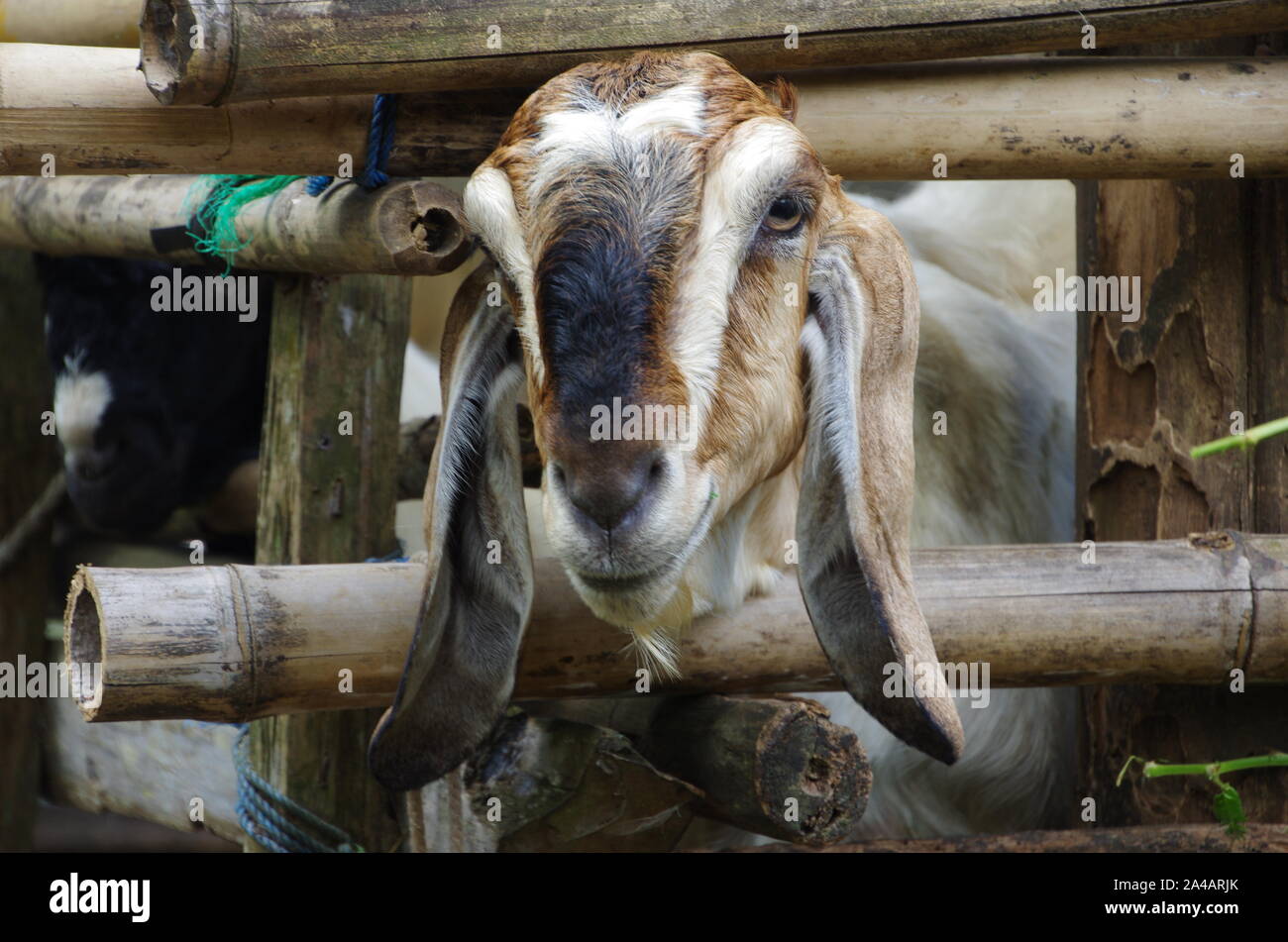 Goat in a traditional village on the Java island in Indonesia Stock ...