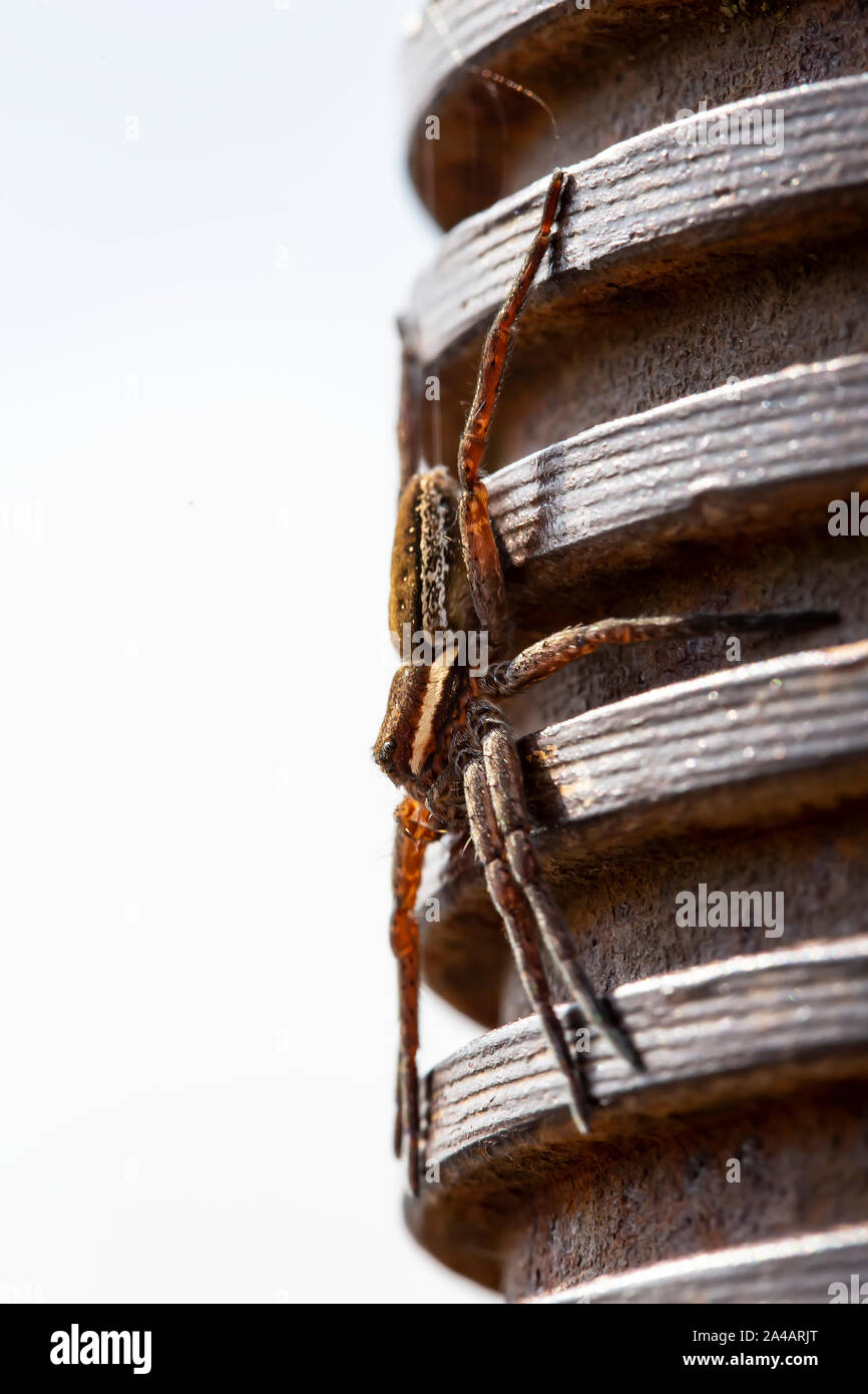 Diving bell spider web hi-res stock photography and images - Alamy