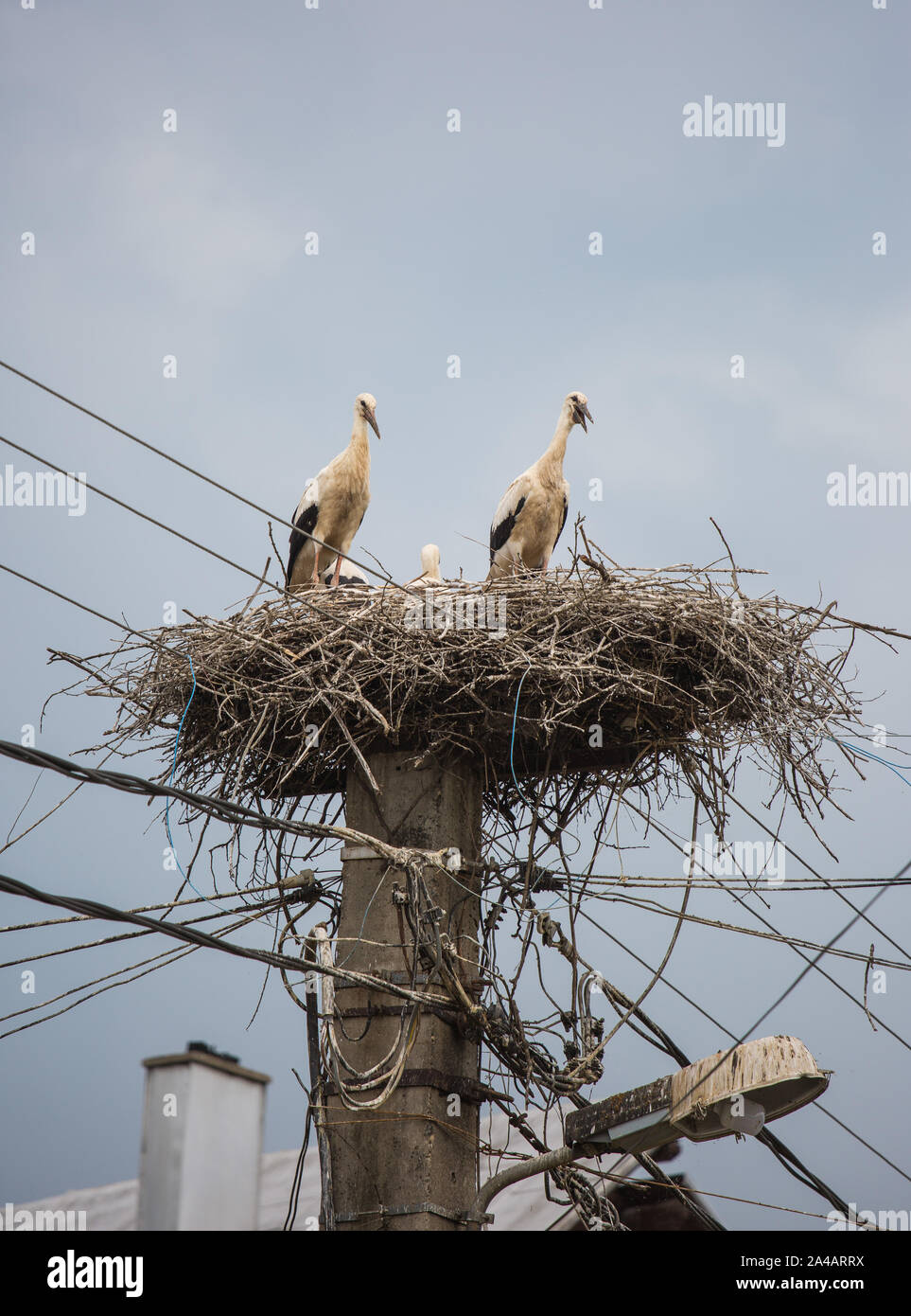 White storks in a big nest on electric pole among wires in Transylvania ...