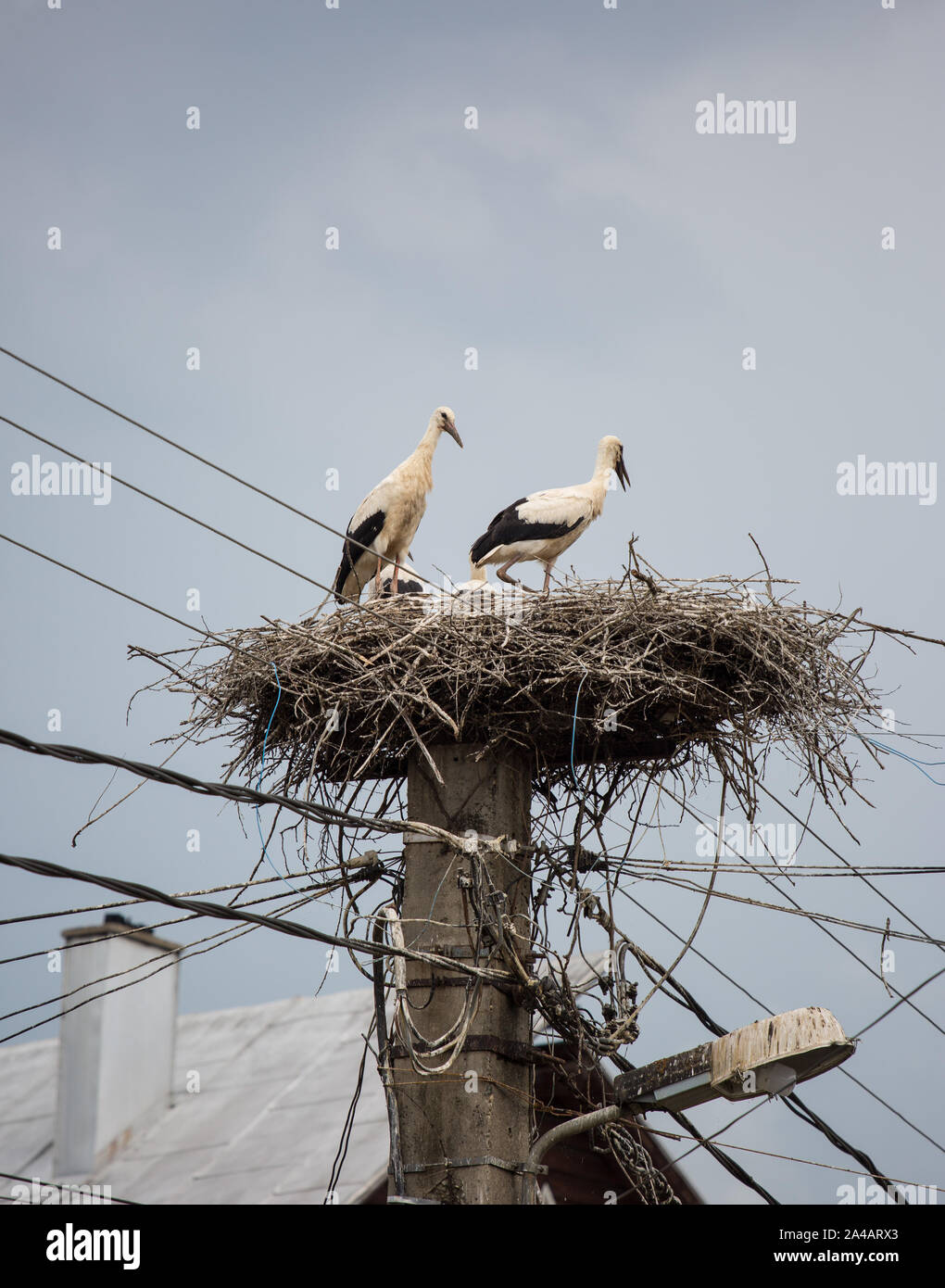 White storks in a big nest on electric pole among wires in Transylvania ...