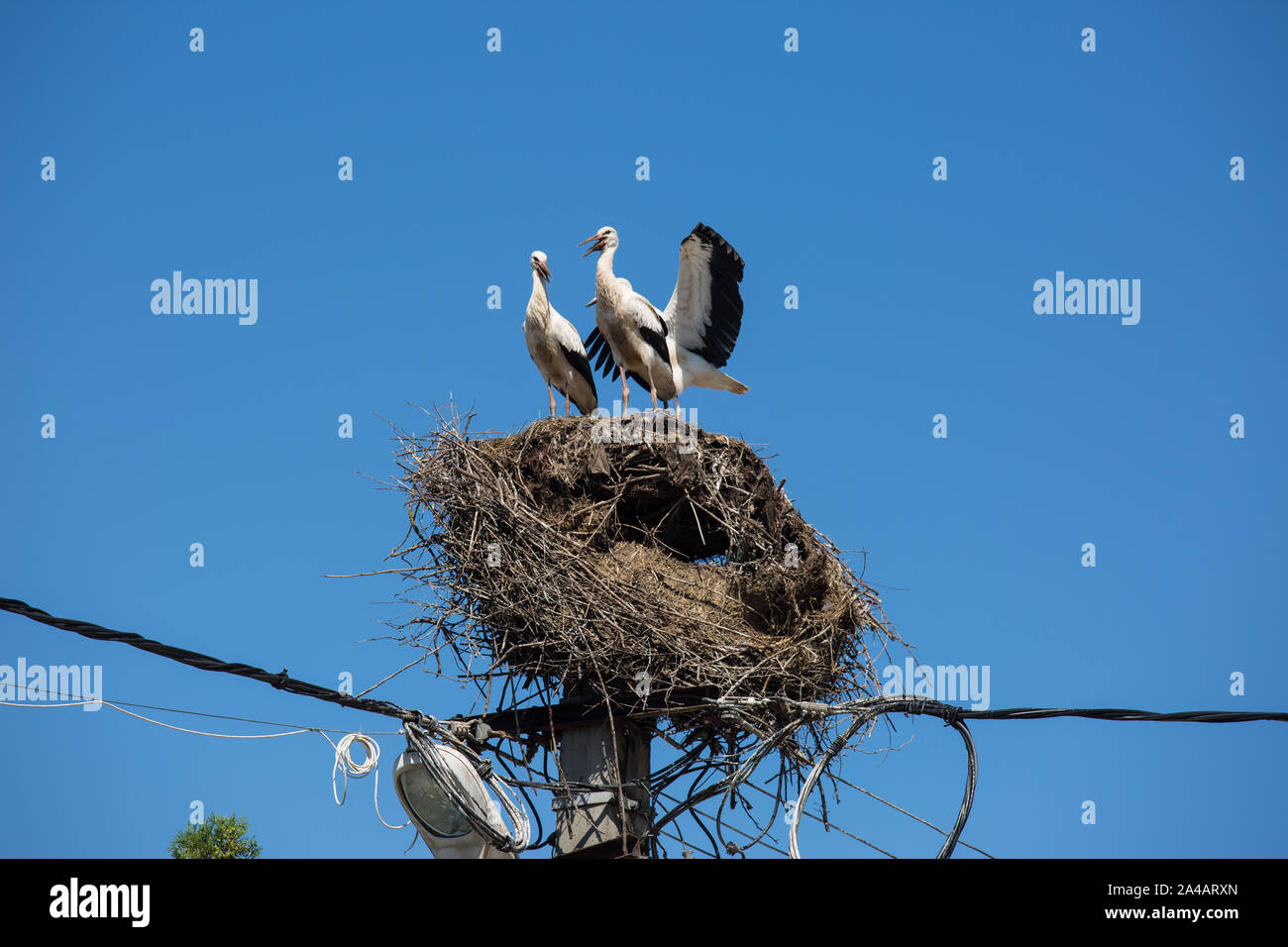 Three white storks in a big destroyed nest on electric pole among wires ...